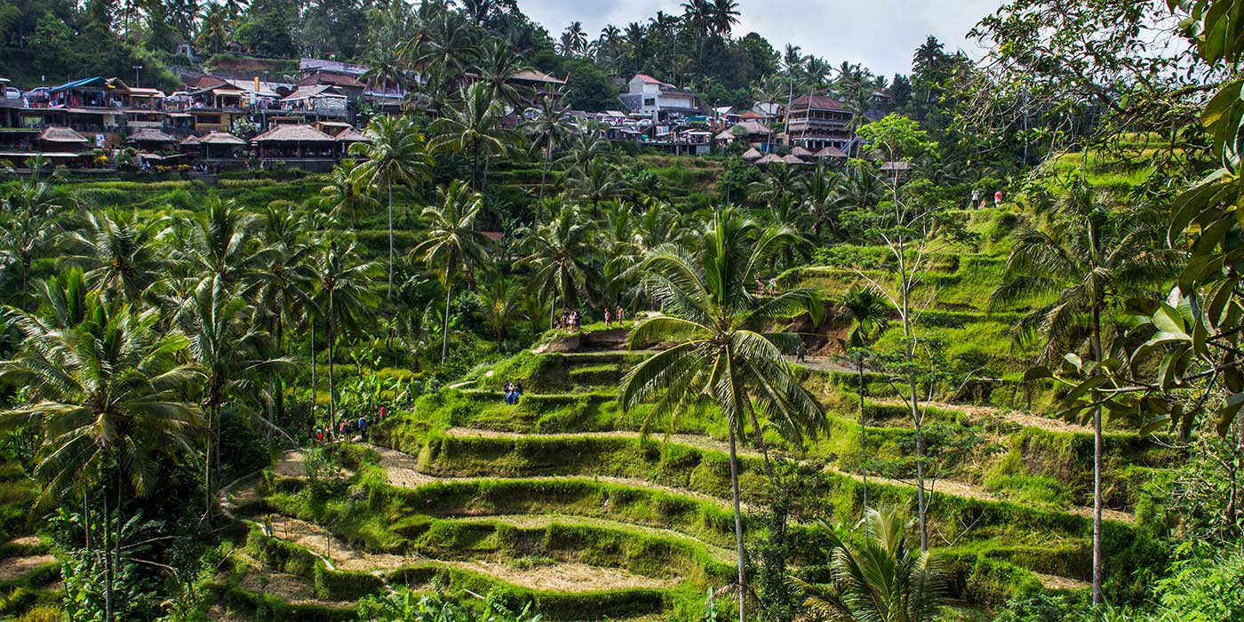 Tegalalang Rice Terrace (Ubud, Indonesia) | Travel tips Indonesia